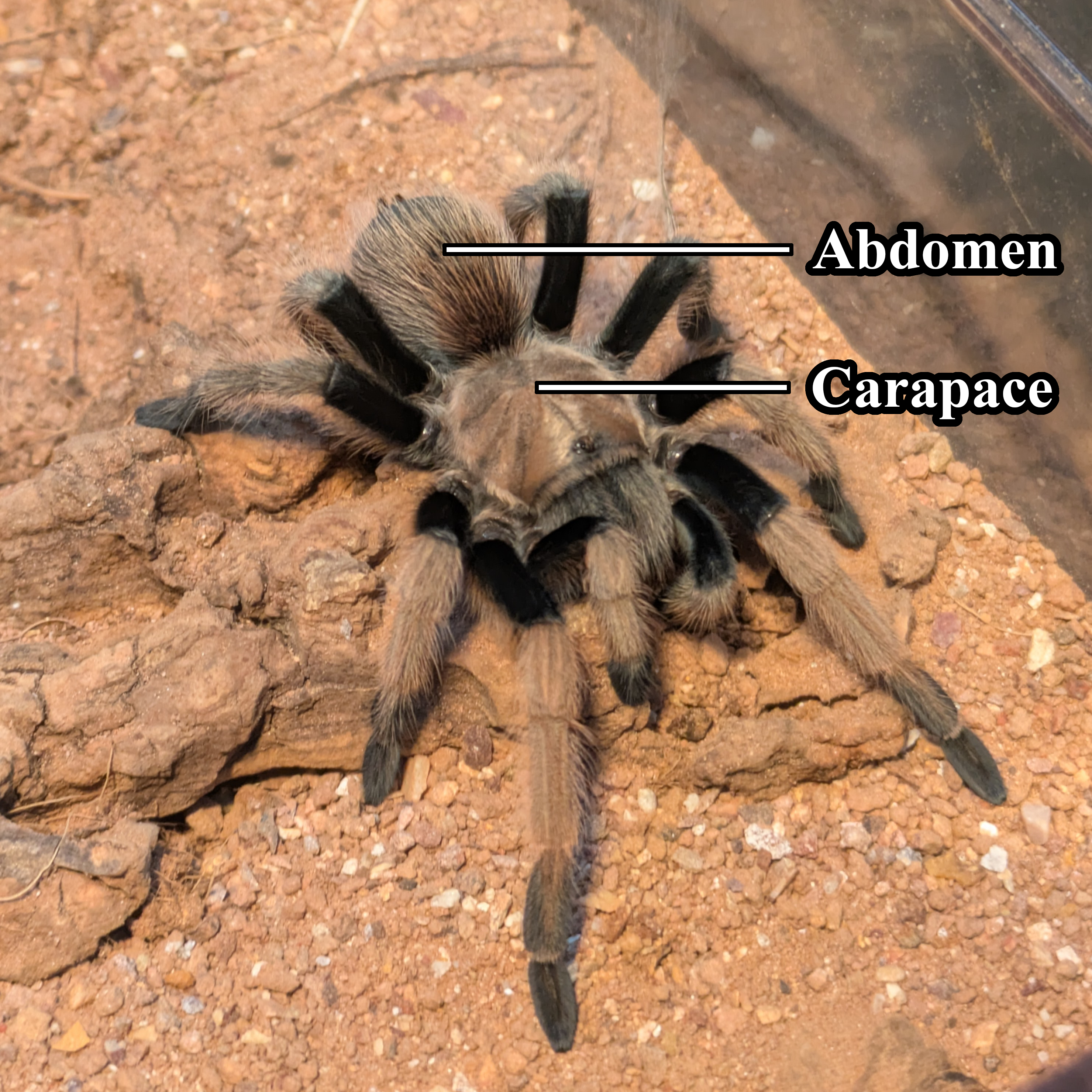 The Dangers of Overfeeding Your Tarantula – Spider Odyssey